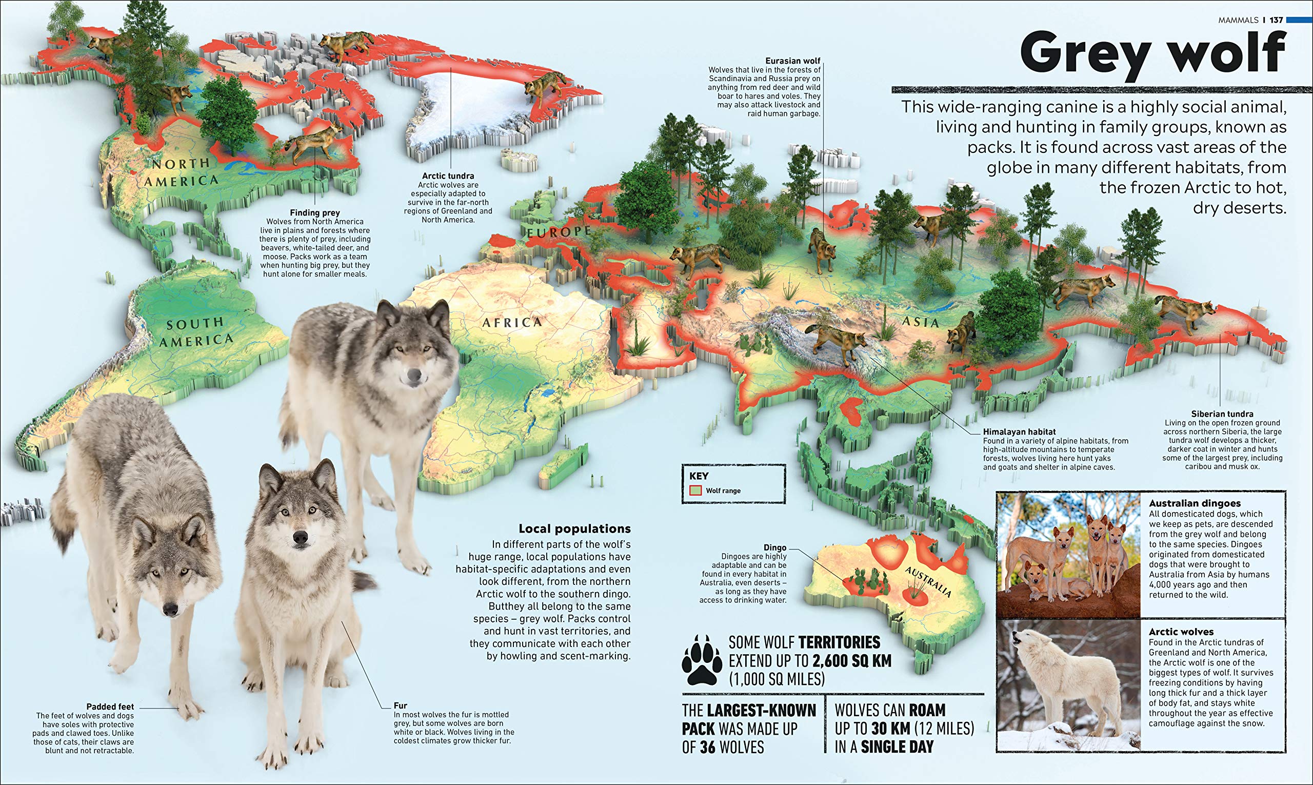 Buy What's Where on Earth? Animal Atlas: The World's Wildlife as You've ...