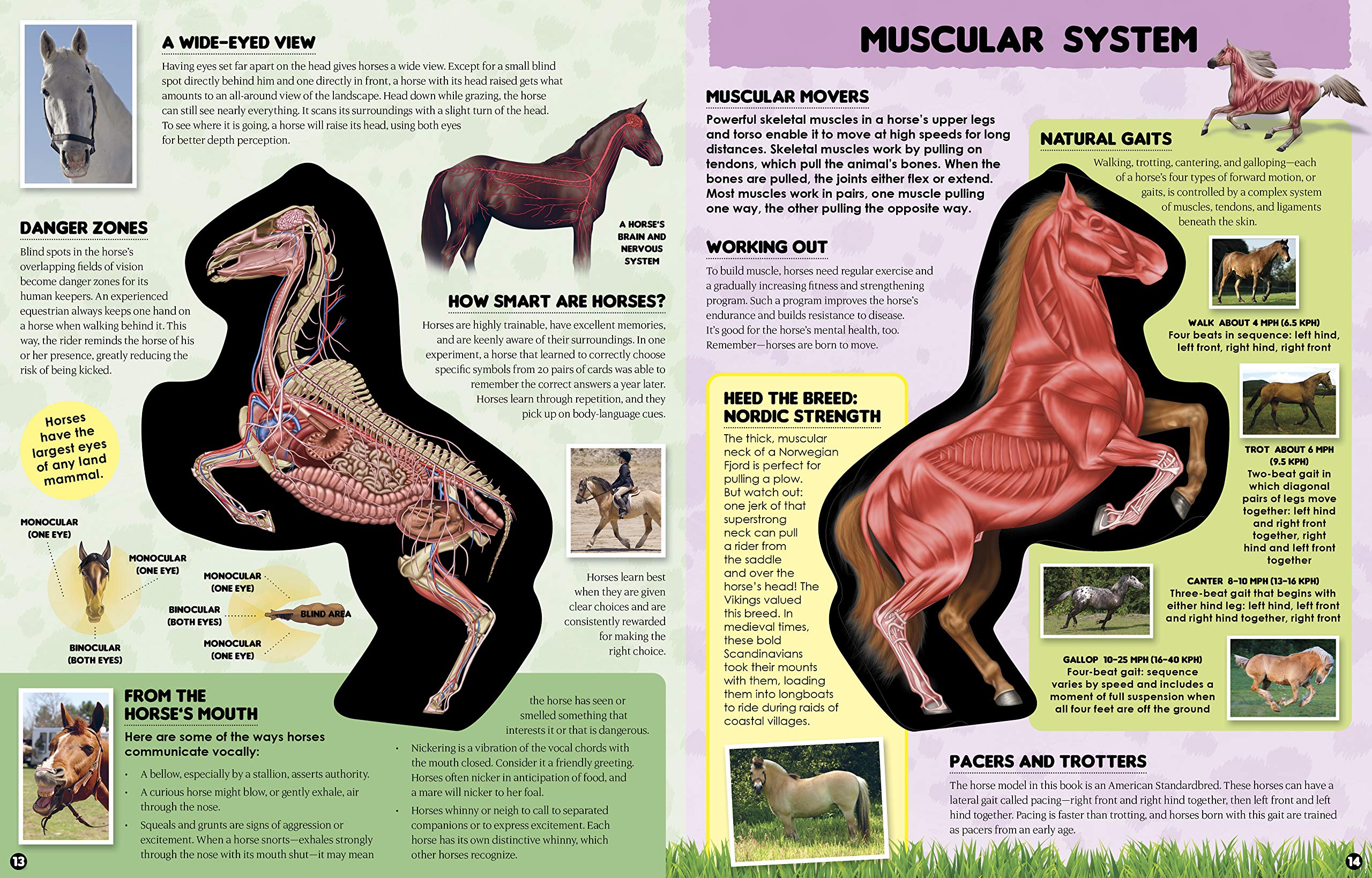 Buy Inside Out Horse: The Inside Story on the Animal That's Born to Run ...