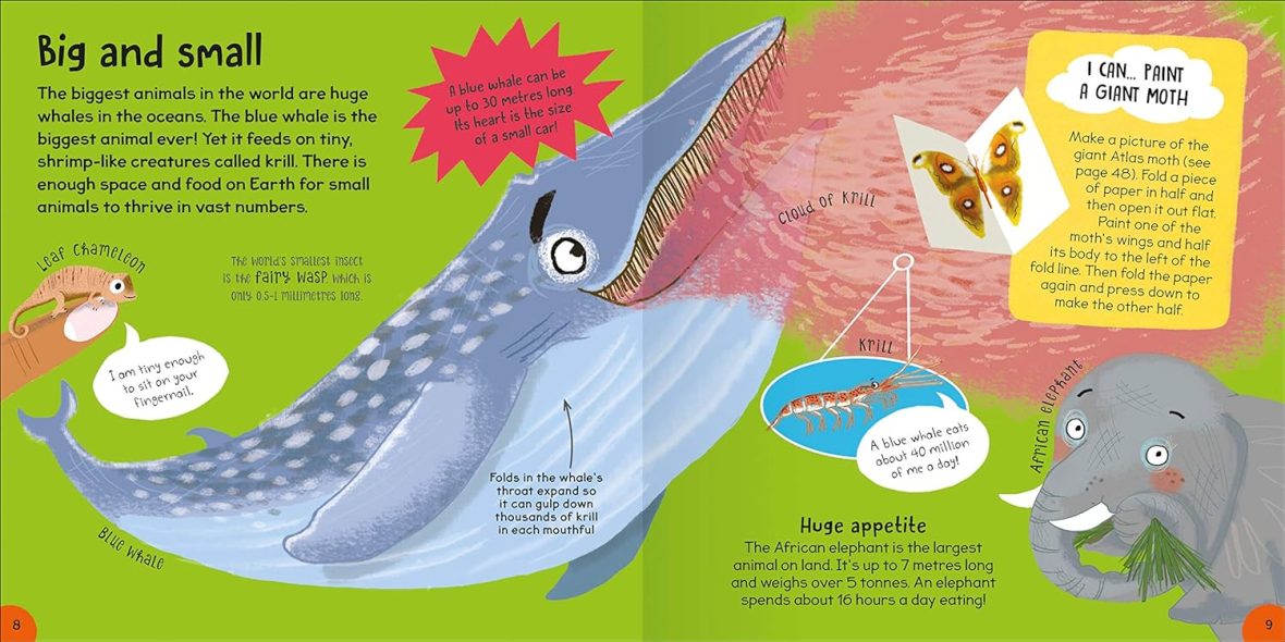 Buy First Animal Book (Hardcover) Book in Pakistan