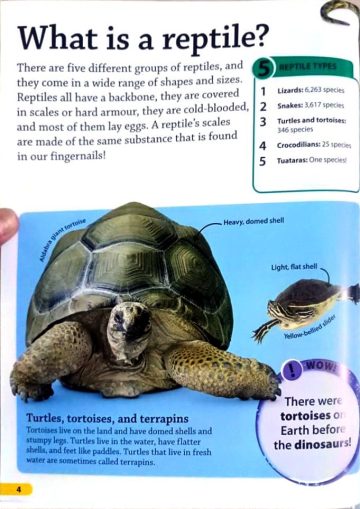 Buy DK Find out! Reptiles and Amphibians Book in Pakistan
