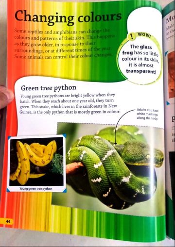 Buy DK Find out! Reptiles and Amphibians Book in Pakistan